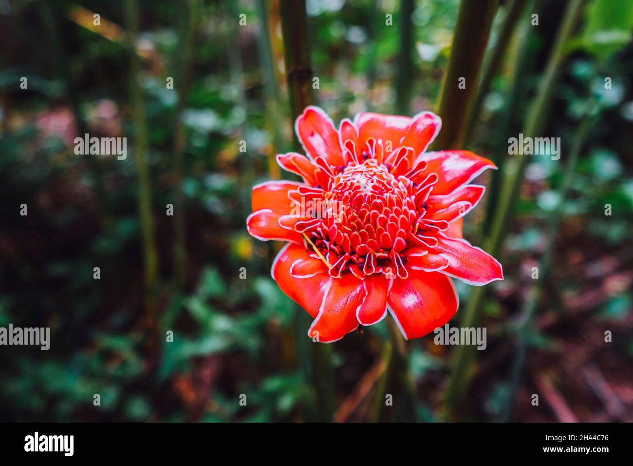 red torch ginger local flower in tropical rainforest Stock Photo - Alamy