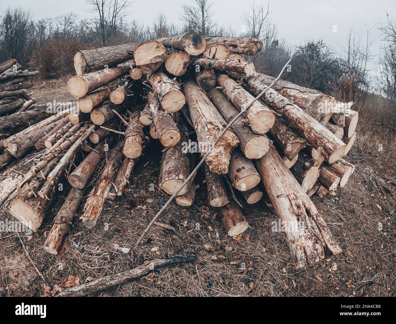 Felled trees at edge of the forest. Scattered branches. Problems of ...