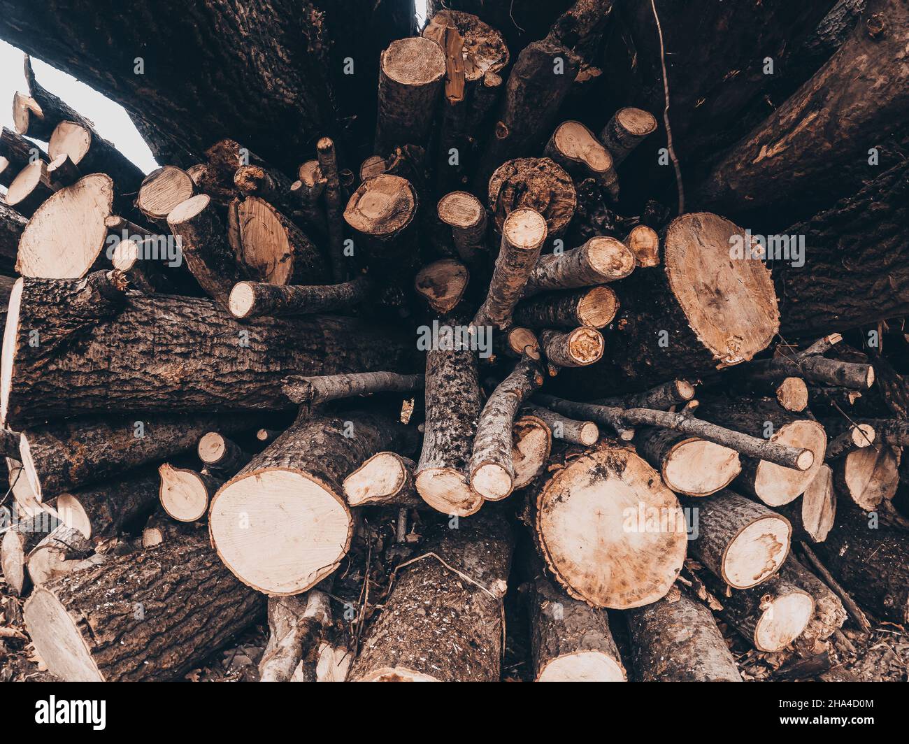 Wood texture of cut tree trunk close up Stock Photo - Alamy