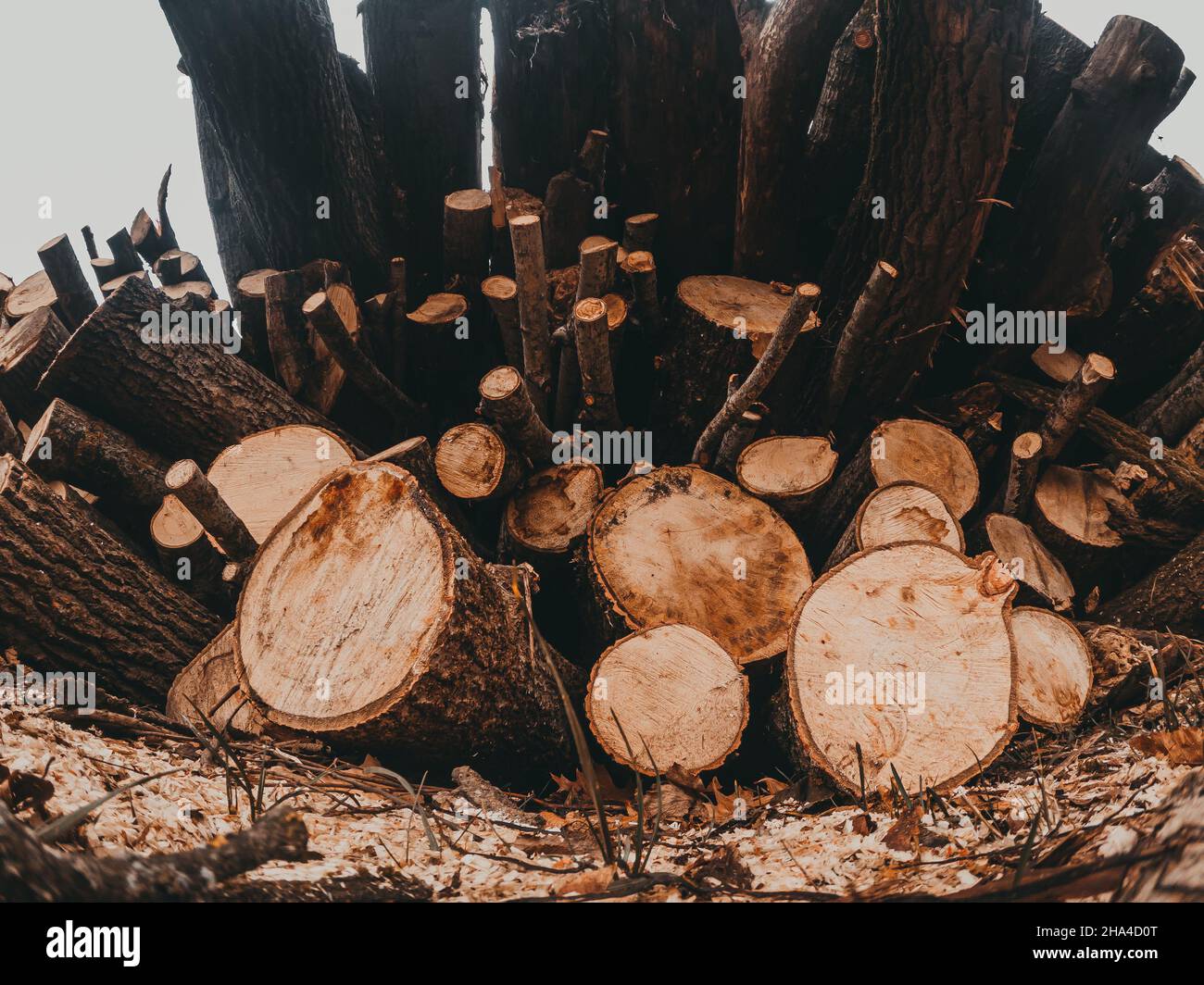 Wood texture of cut tree trunk close up Stock Photo - Alamy
