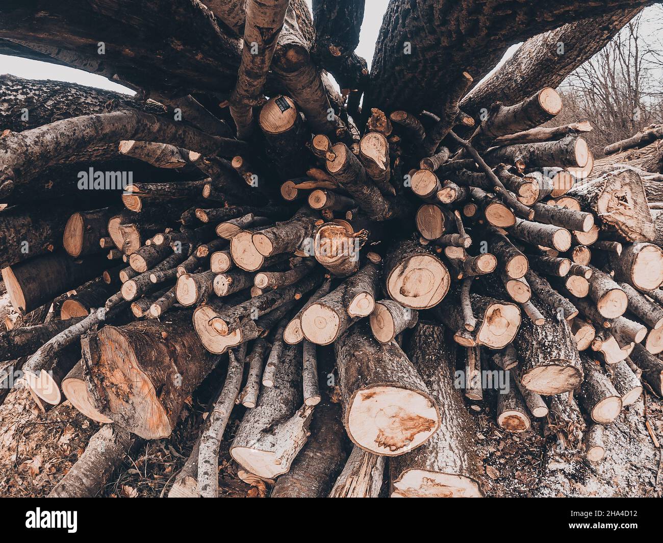 Wood texture of cut tree trunk close up Stock Photo - Alamy