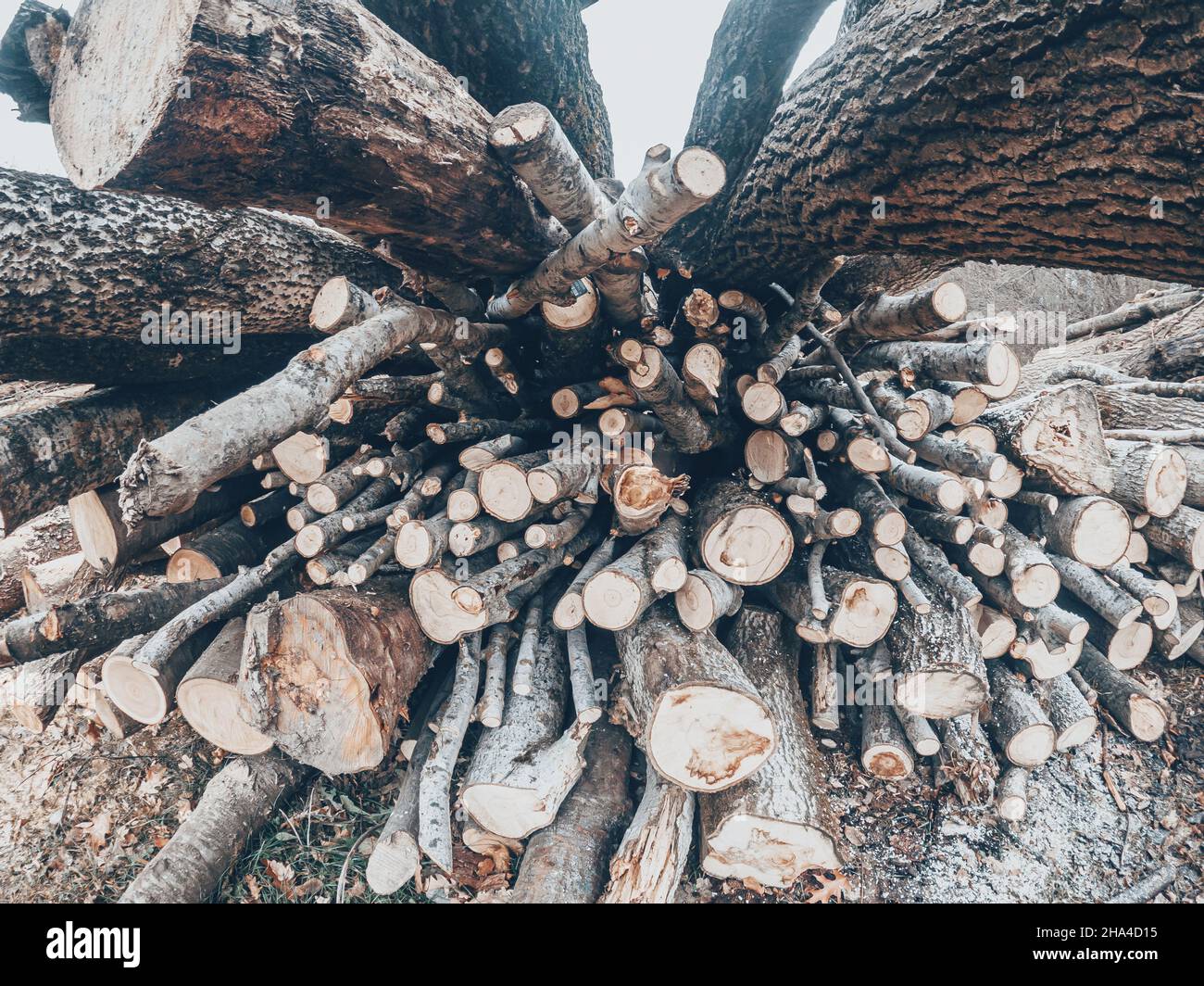 Slices trees close up hi-res stock photography and images - Alamy