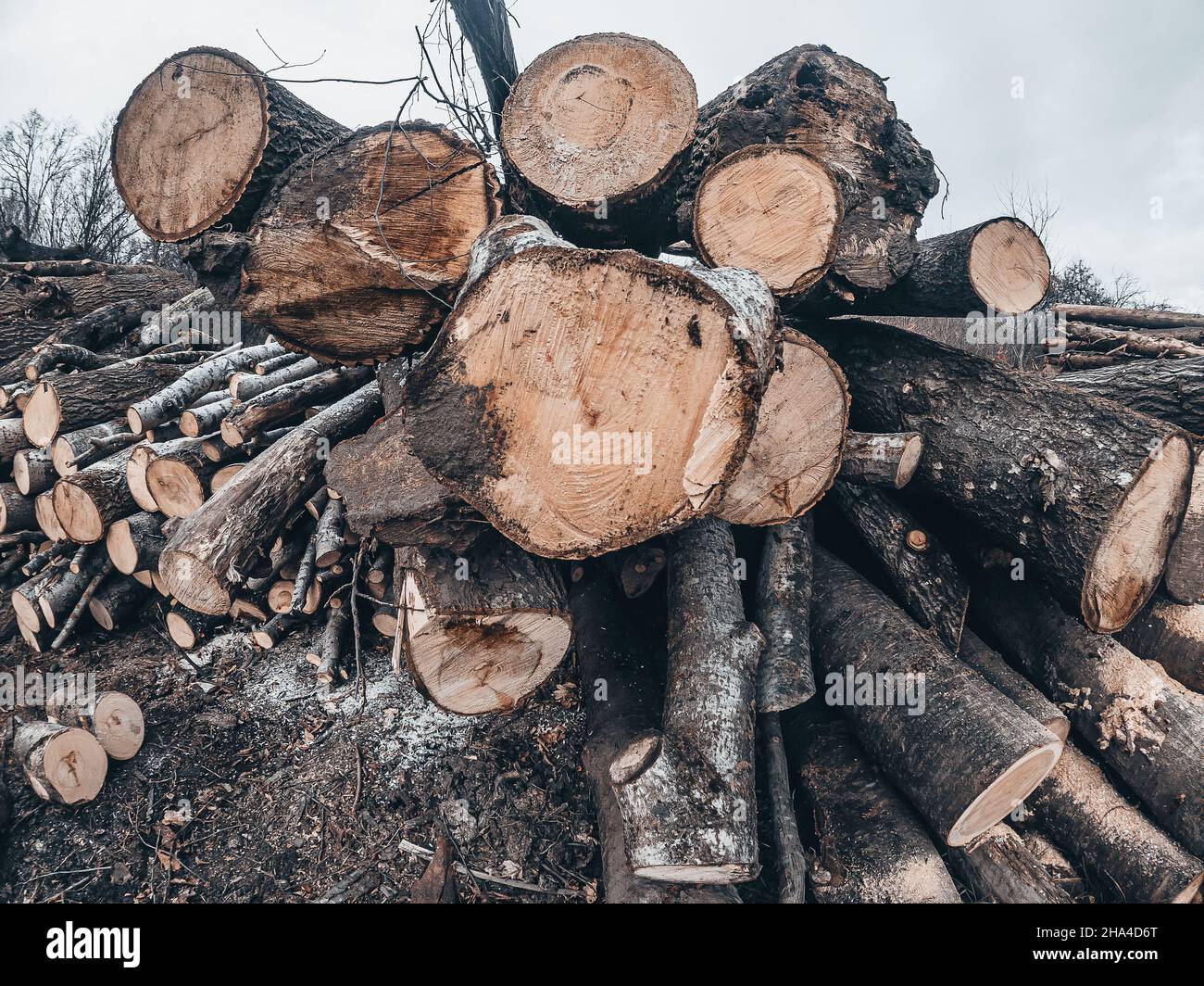 Freshly cut tree trunks are arranged in pile. Deforestation. Ecological ...