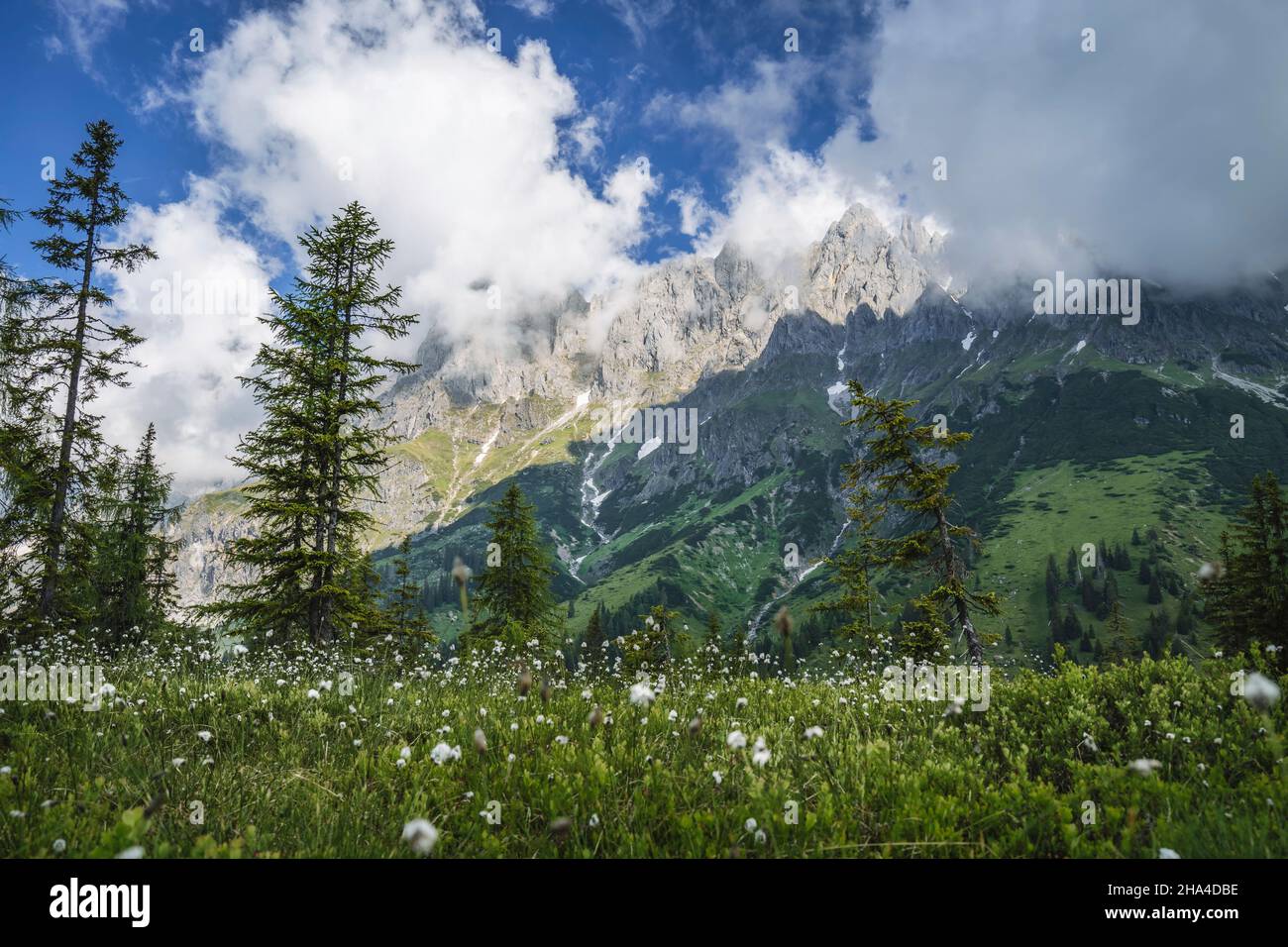 Forest scene with fir trees and alps mountains in background hi-res ...