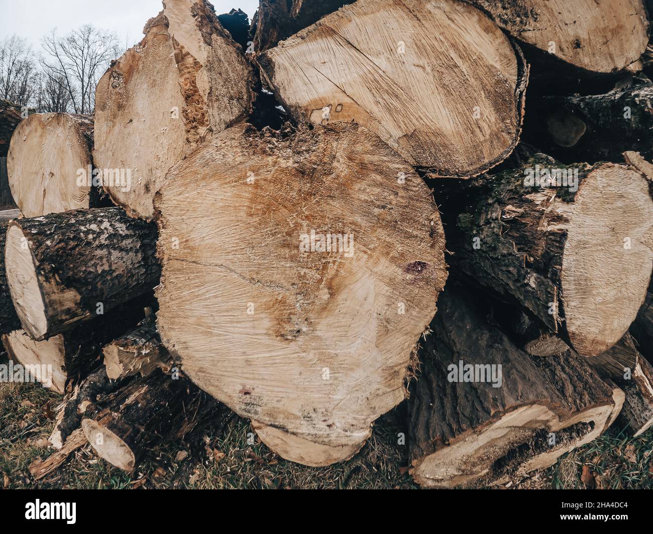 Top view of cross section, ring or slice of wood. Wooden texture ...