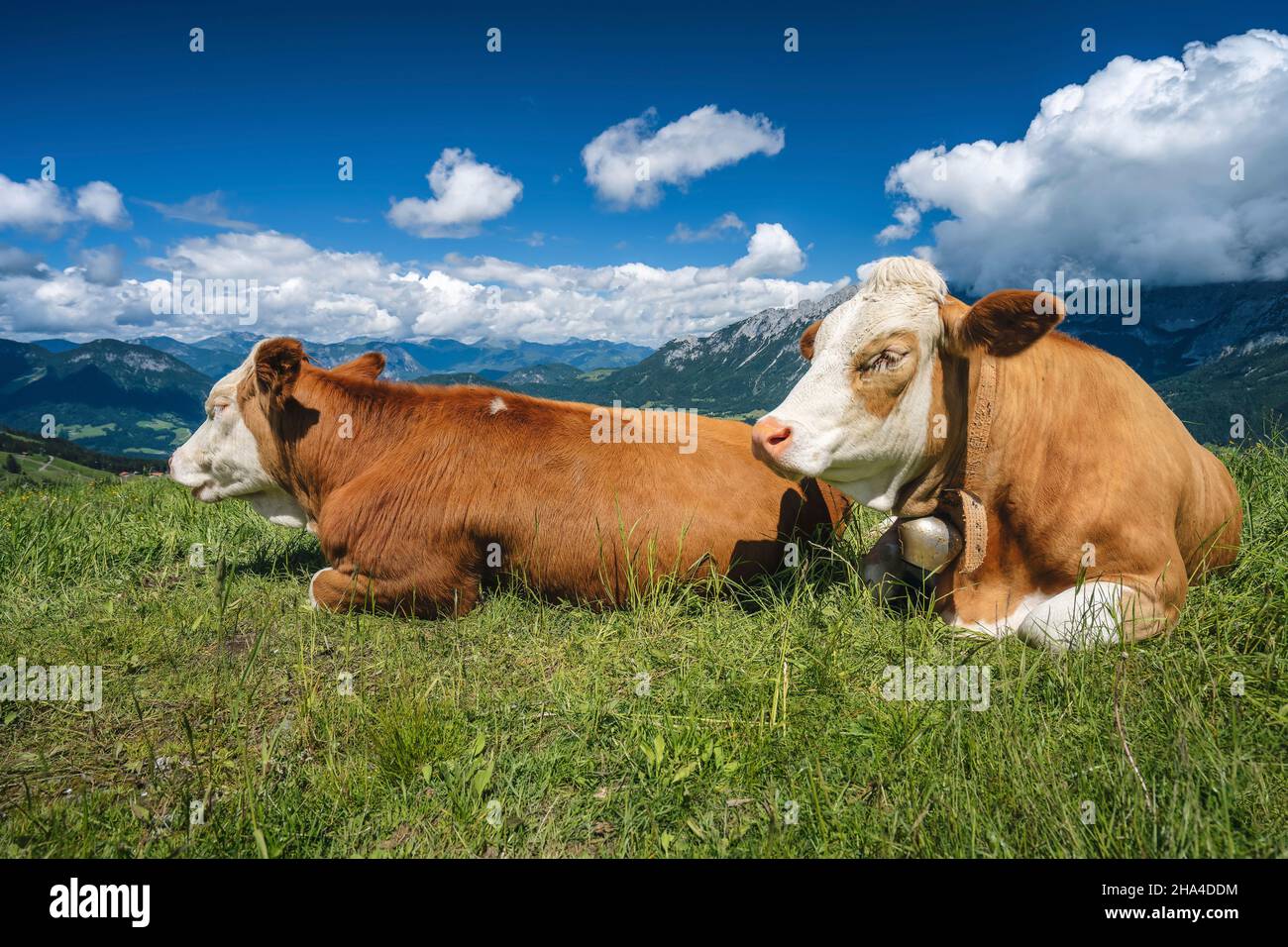 alpine green fields and cows at meadows. salzkammergut region,austria ...
