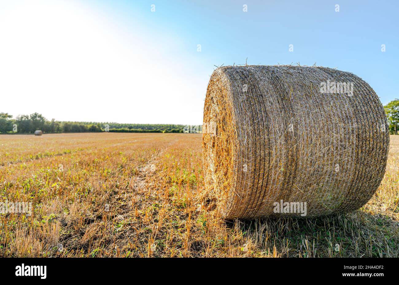 Agricultural hay bale in a field during the sunrise Stock Photo - Alamy