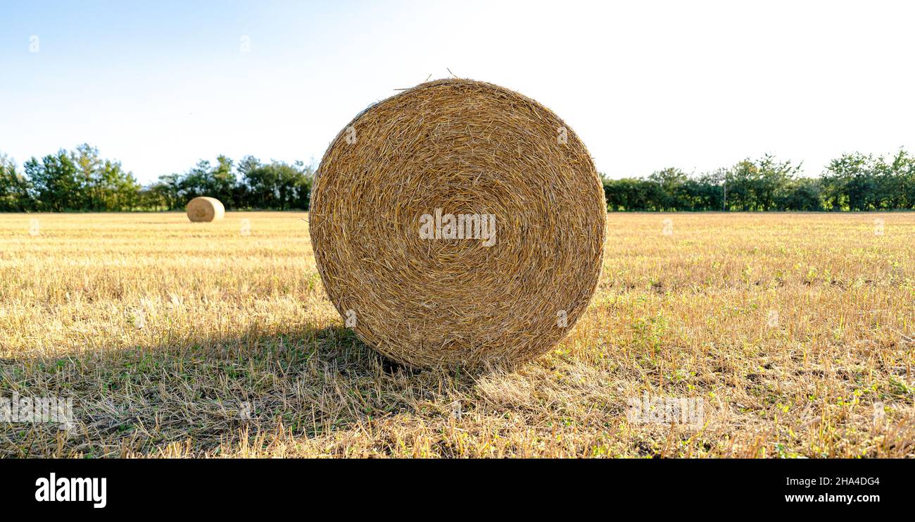 Agricultural hay bale in a field during the sunrise Stock Photo - Alamy