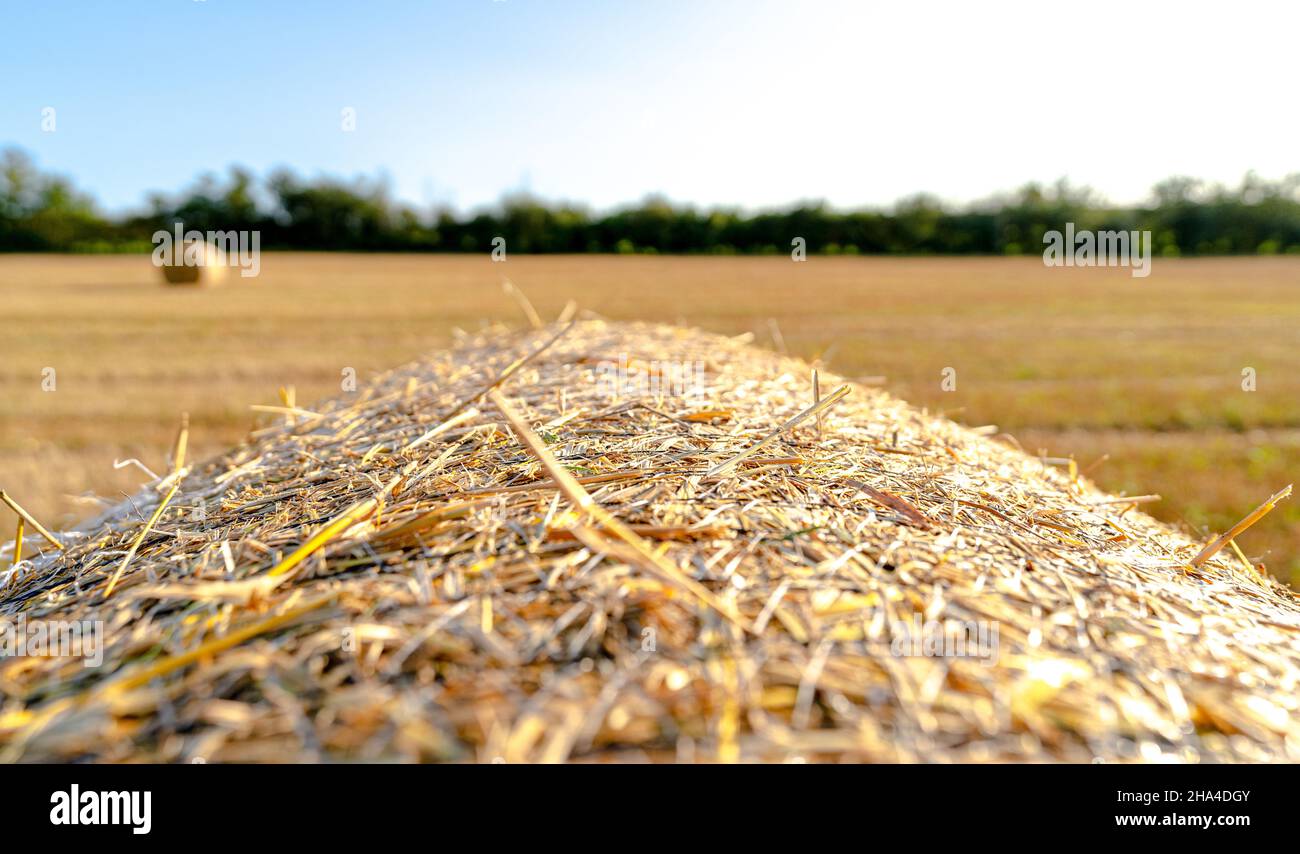 Close-up shot of the top of a straw hay bale in a field Stock Photo - Alamy