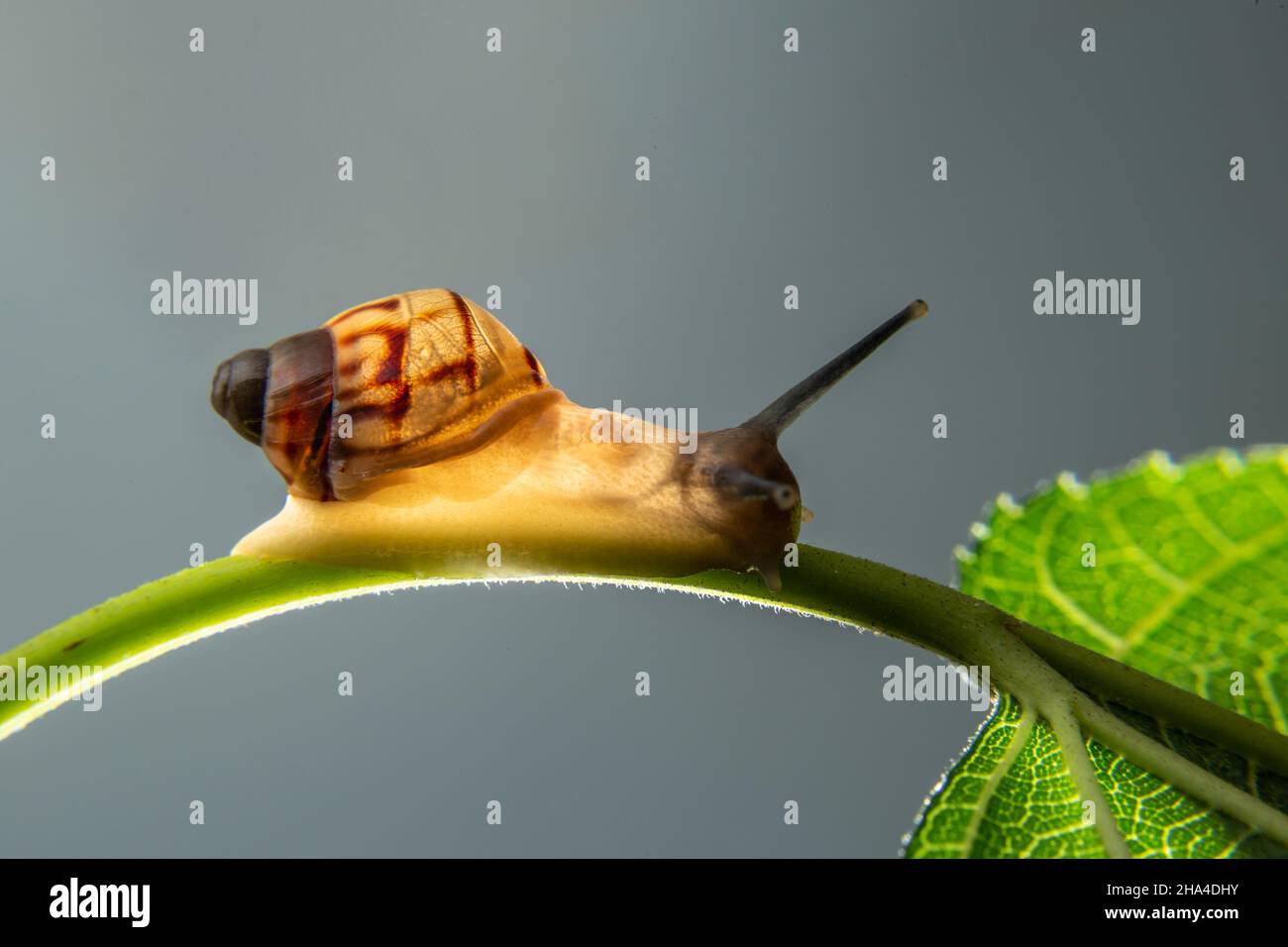 Brazilian Deadly Snail