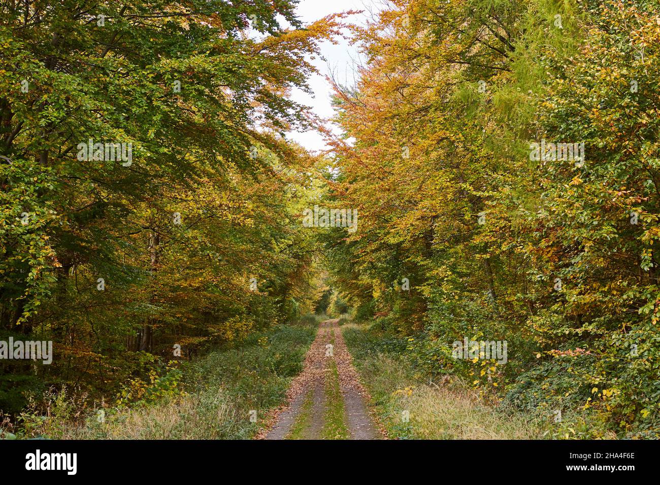 germany,lower saxony,the elm near evessen Stock Photo - Alamy
