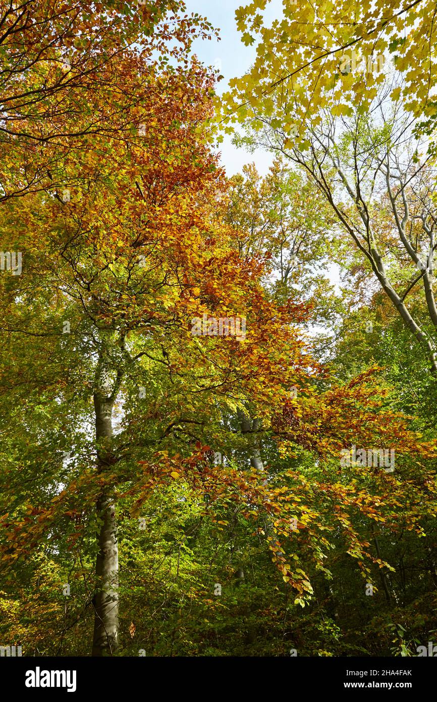 germany,lower saxony,the elm near evessen Stock Photo - Alamy