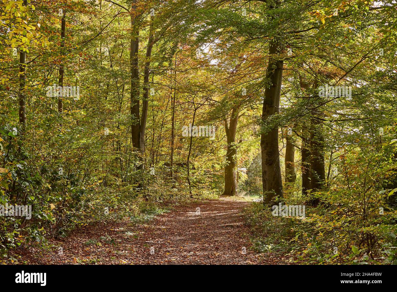 germany,lower saxony,the elm near evessen Stock Photo - Alamy