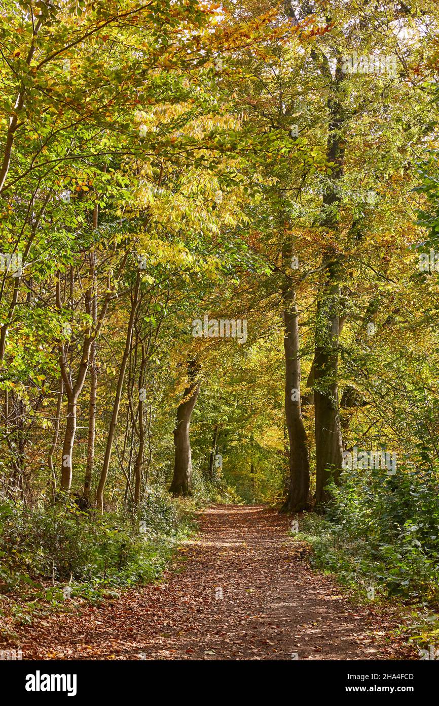 germany,lower saxony,the elm near evessen Stock Photo - Alamy