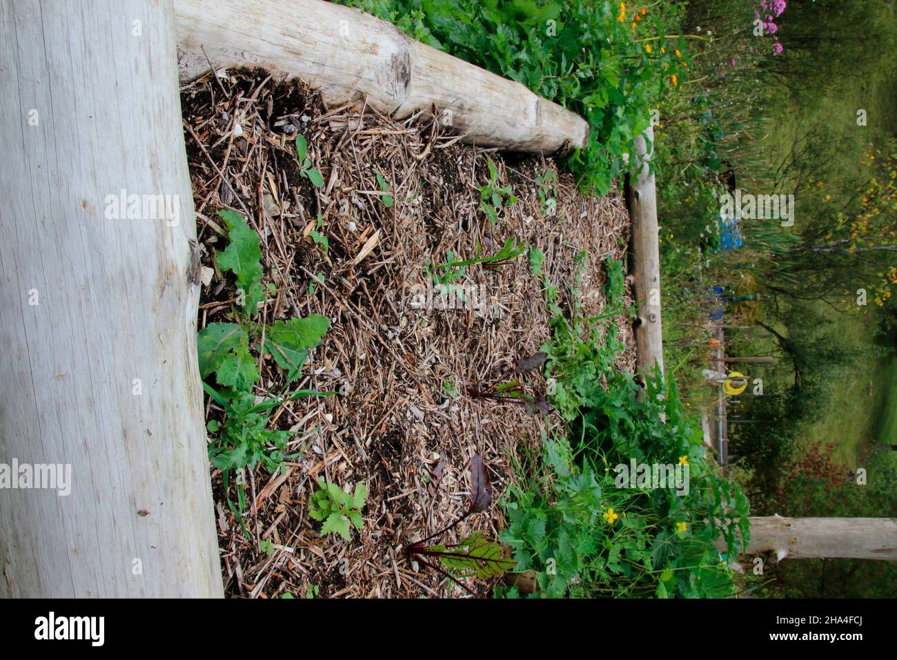 Beetroot plants outdoors hi-res stock photography and images - Alamy