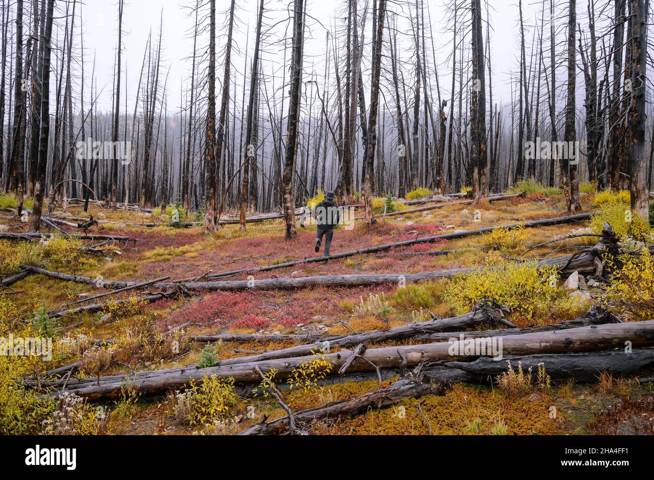 Walking through burned trees with colorful ground cover Stock Photo - Alamy
