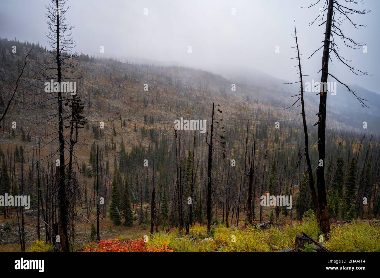 Burned trees from a wildfire in the north cascades Stock Photo - Alamy