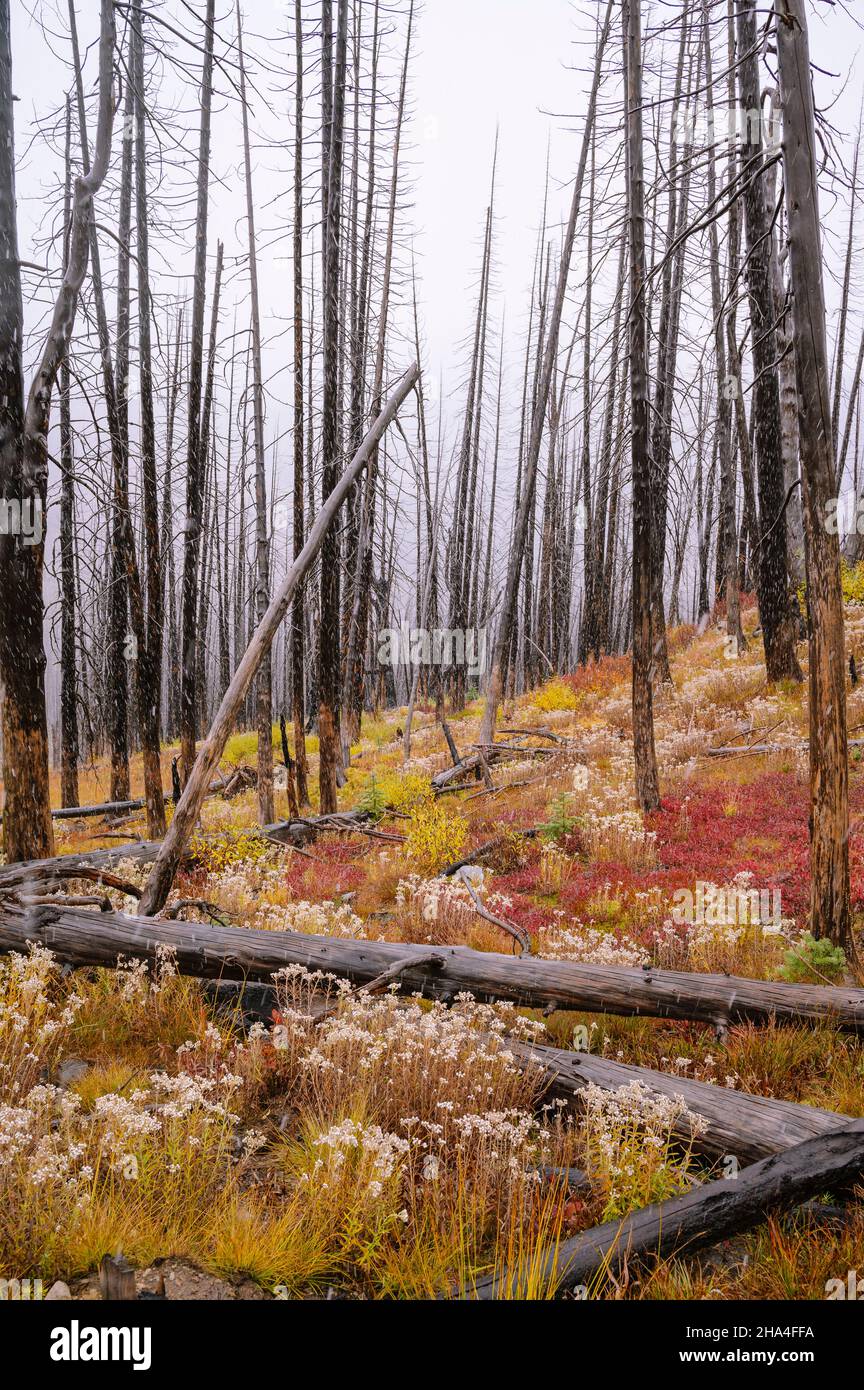 Burned trees with colorful ground cover and snow falling Stock Photo ...