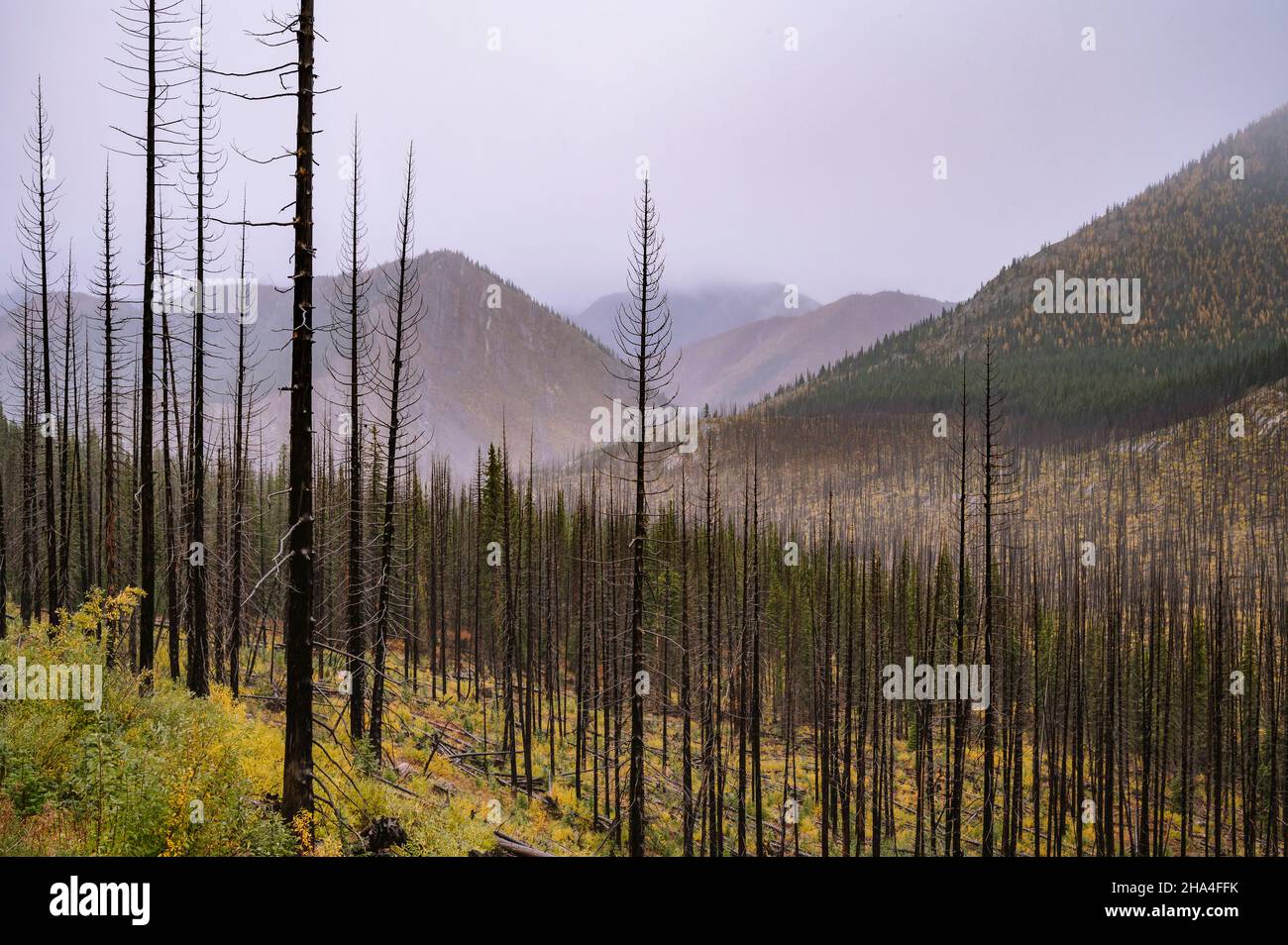 Burned trees from a wildfire in the north cascades Stock Photo - Alamy