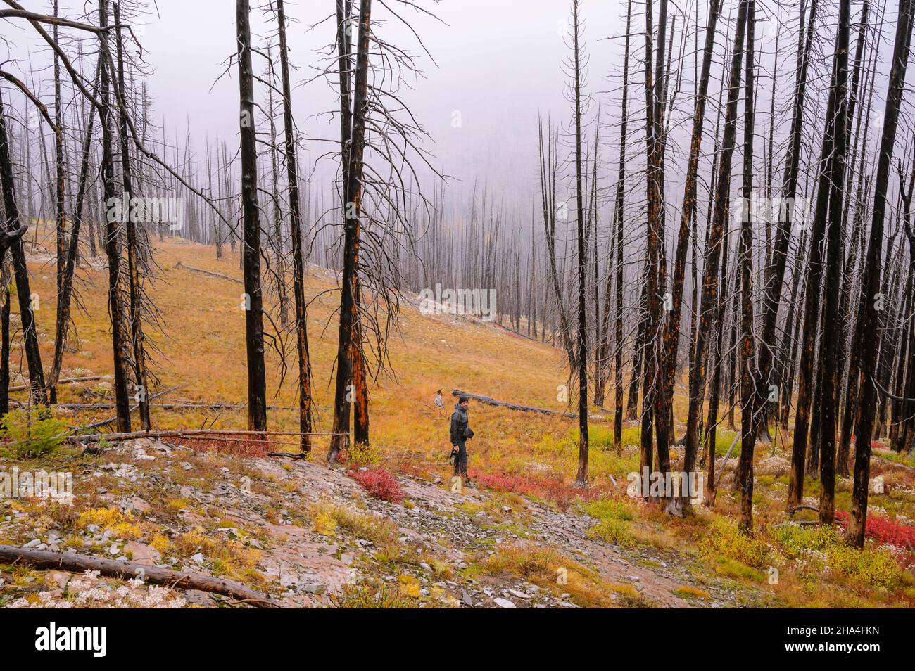 Standing in a grove of burned trees from a wildfire Stock Photo - Alamy