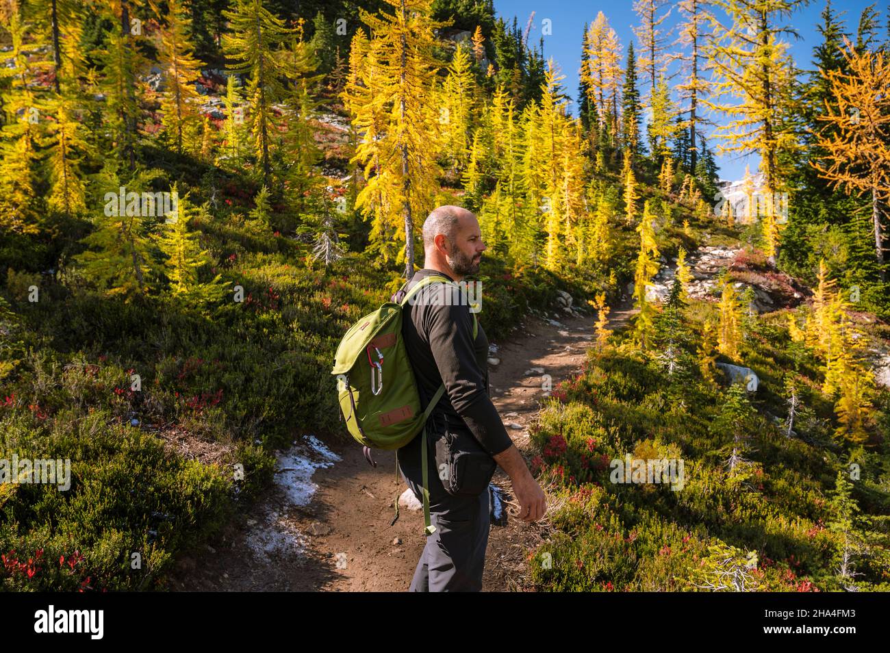Side view of guy on a hiking trail in the mountains with larches Stock ...