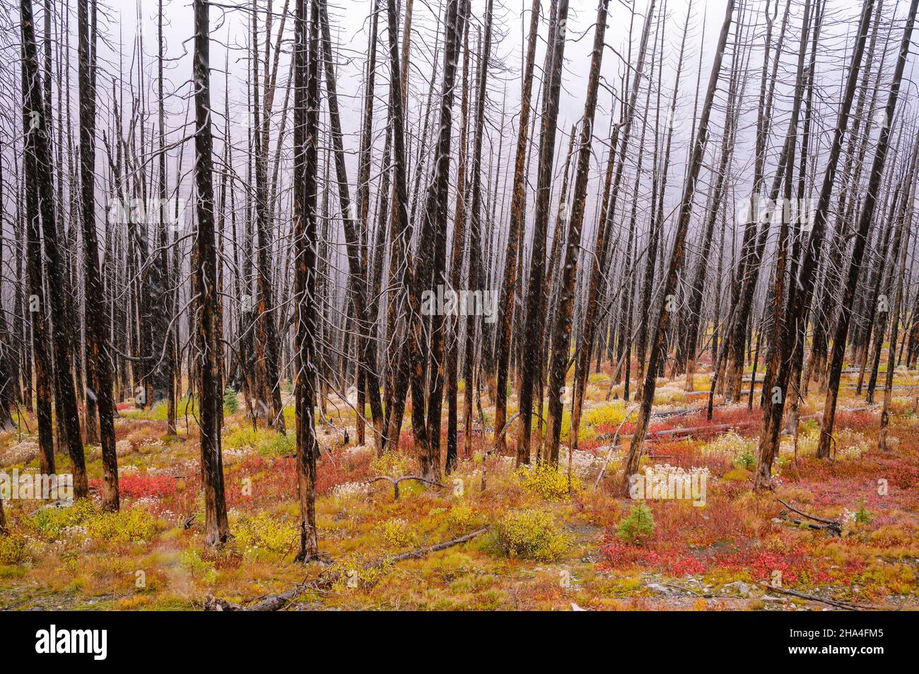 Burned trees from wildfire with fall colors in the mountains Stock ...