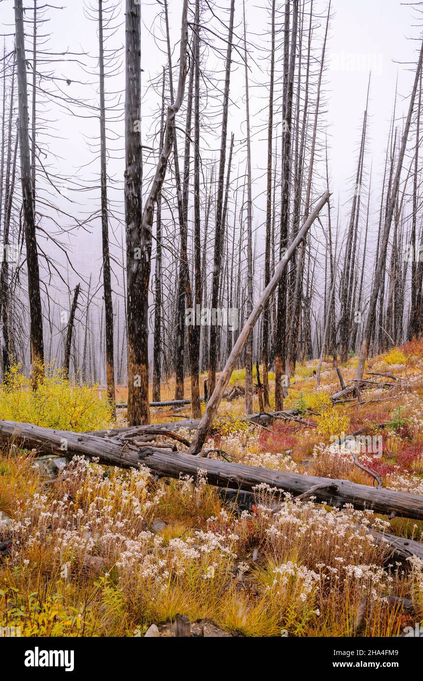 Burned trees from a wildfire Stock Photo - Alamy