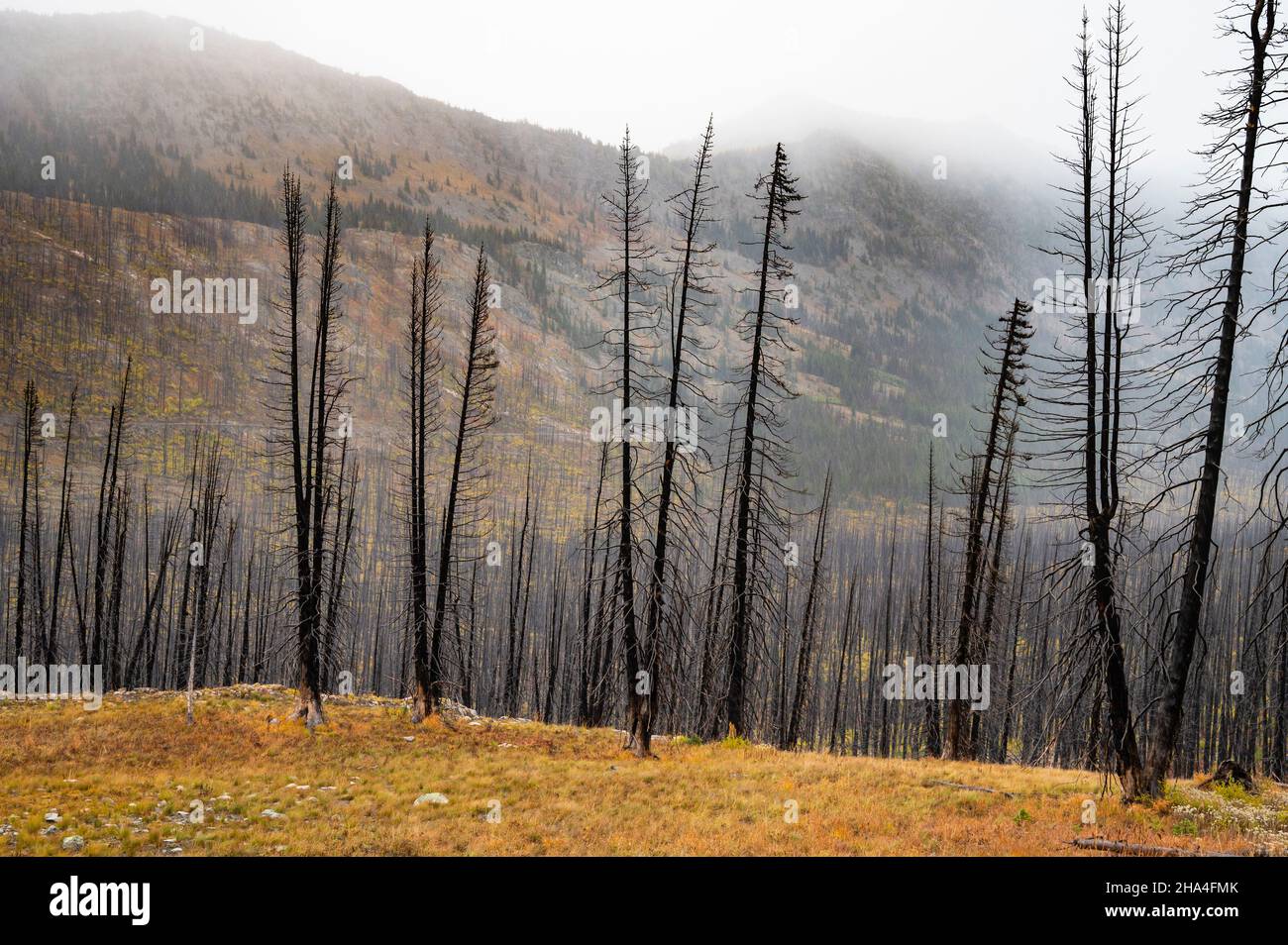 Dead trees in the foggy mountains Stock Photo - Alamy