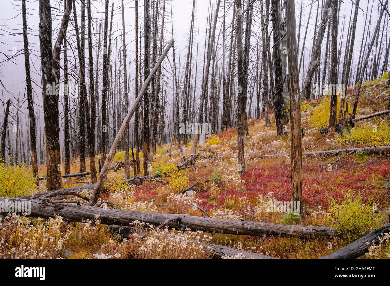 Burned trees from wildfire with fall colors Stock Photo - Alamy