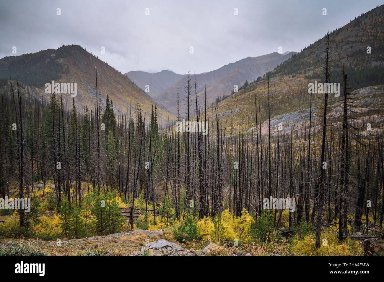 Trees burnt in wildfire hi-res stock photography and images - Alamy