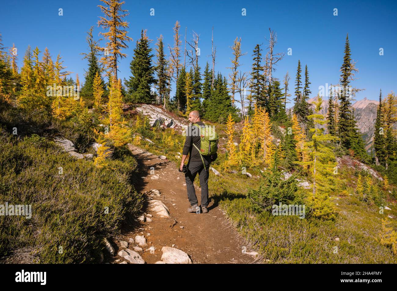 Guy hiking on a trail in the mountains with larches Stock Photo - Alamy