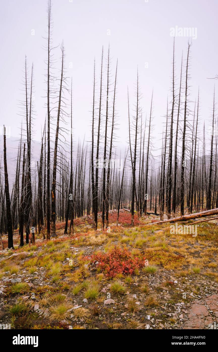 Burned trees from a wildfire and fall colors Stock Photo - Alamy