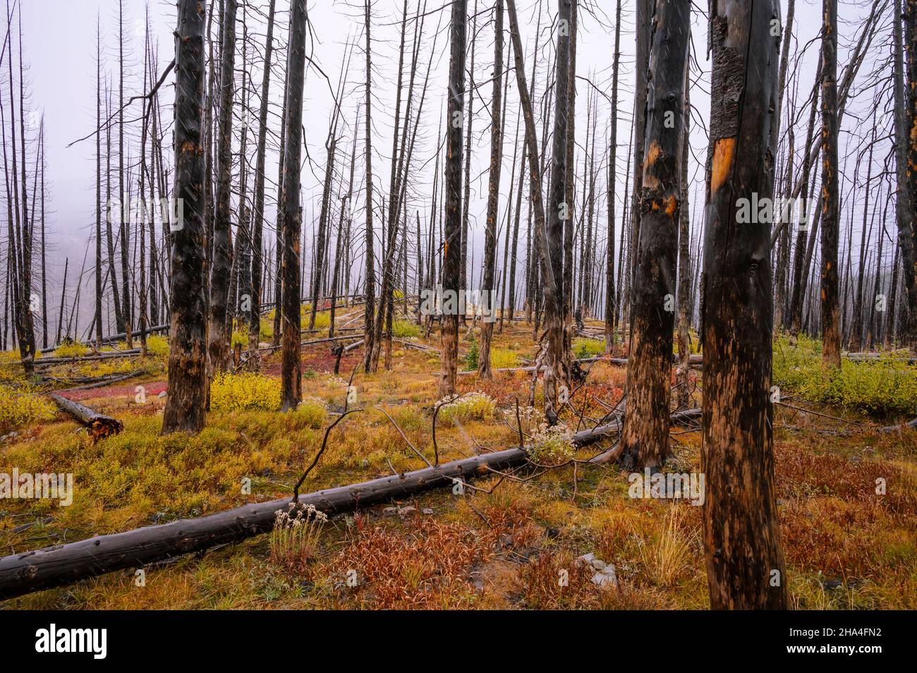 Burned trees from a wildfire Stock Photo - Alamy