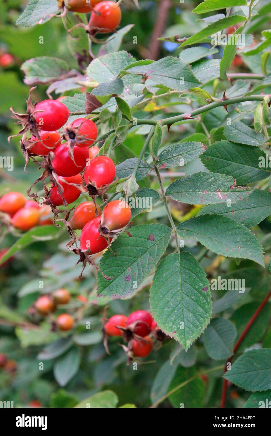 ripe red rose hips,germany,bavaria,upper bavaria,mittenwald Stock Photo ...