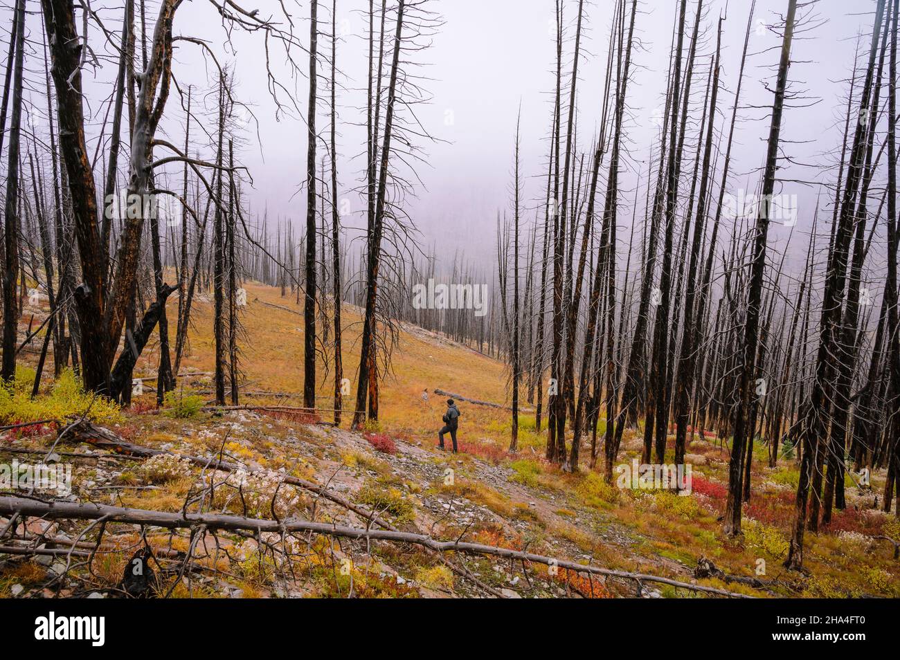Person standing in burned out forest in the fall Stock Photo - Alamy