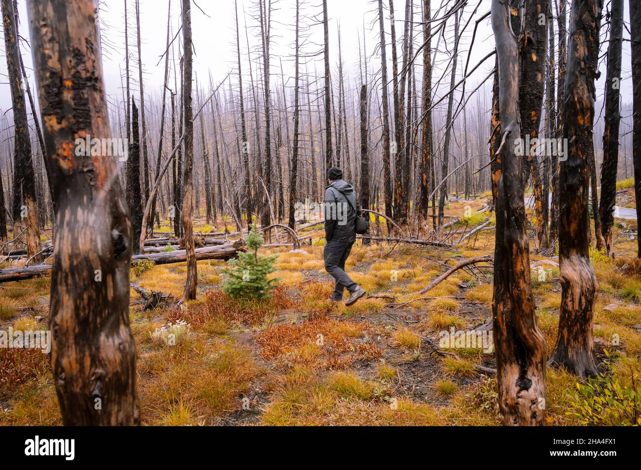 Guy walking through wildfire burn in the fall Stock Photo - Alamy