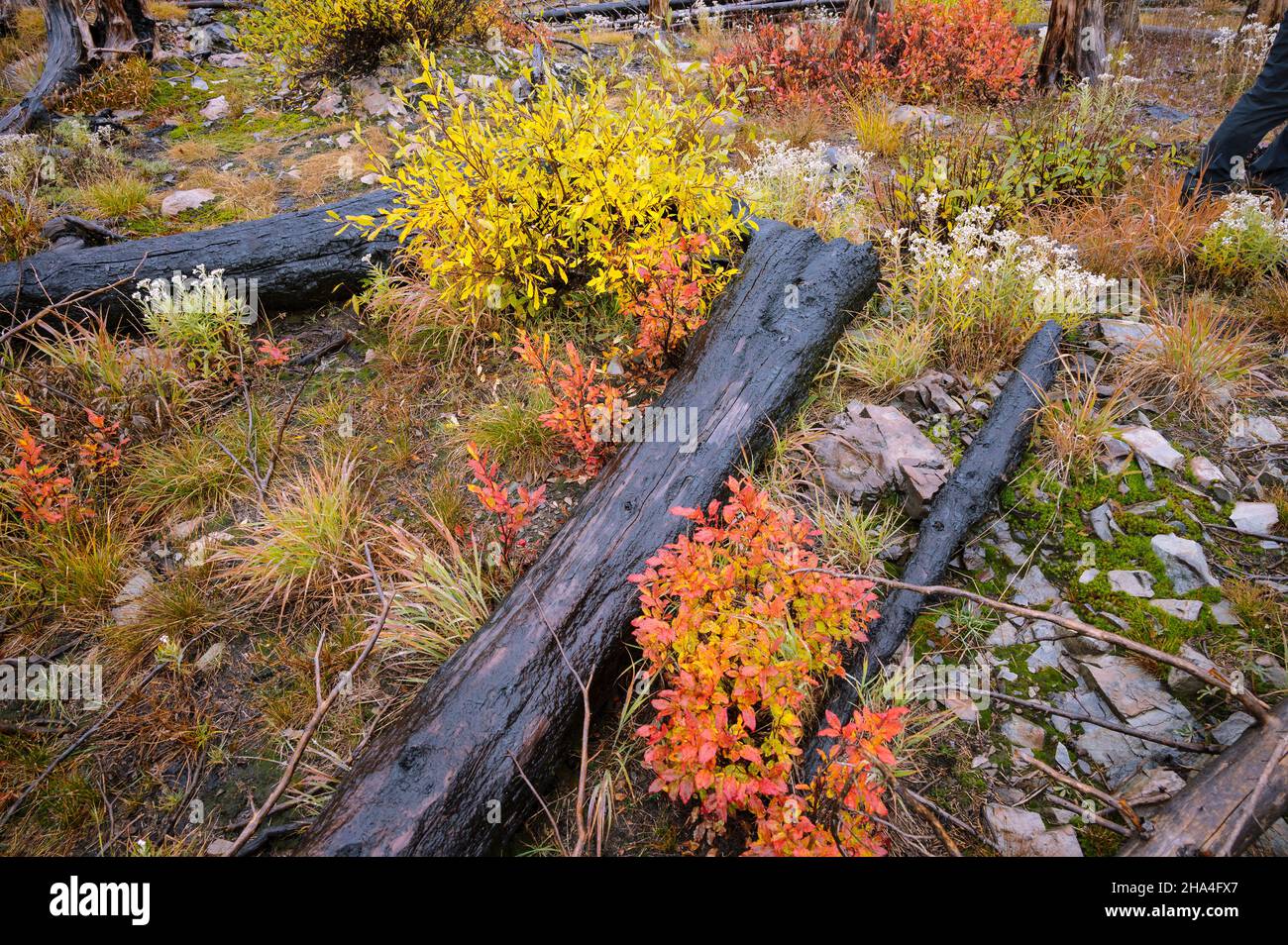 Burned trees laying in colorful fall foliage Stock Photo - Alamy