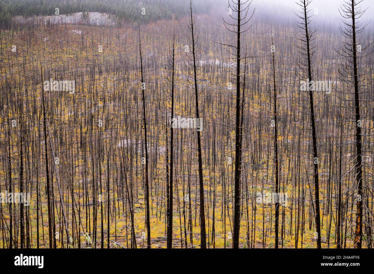 Pattern of dead trees in an alpine wildfire Stock Photo - Alamy