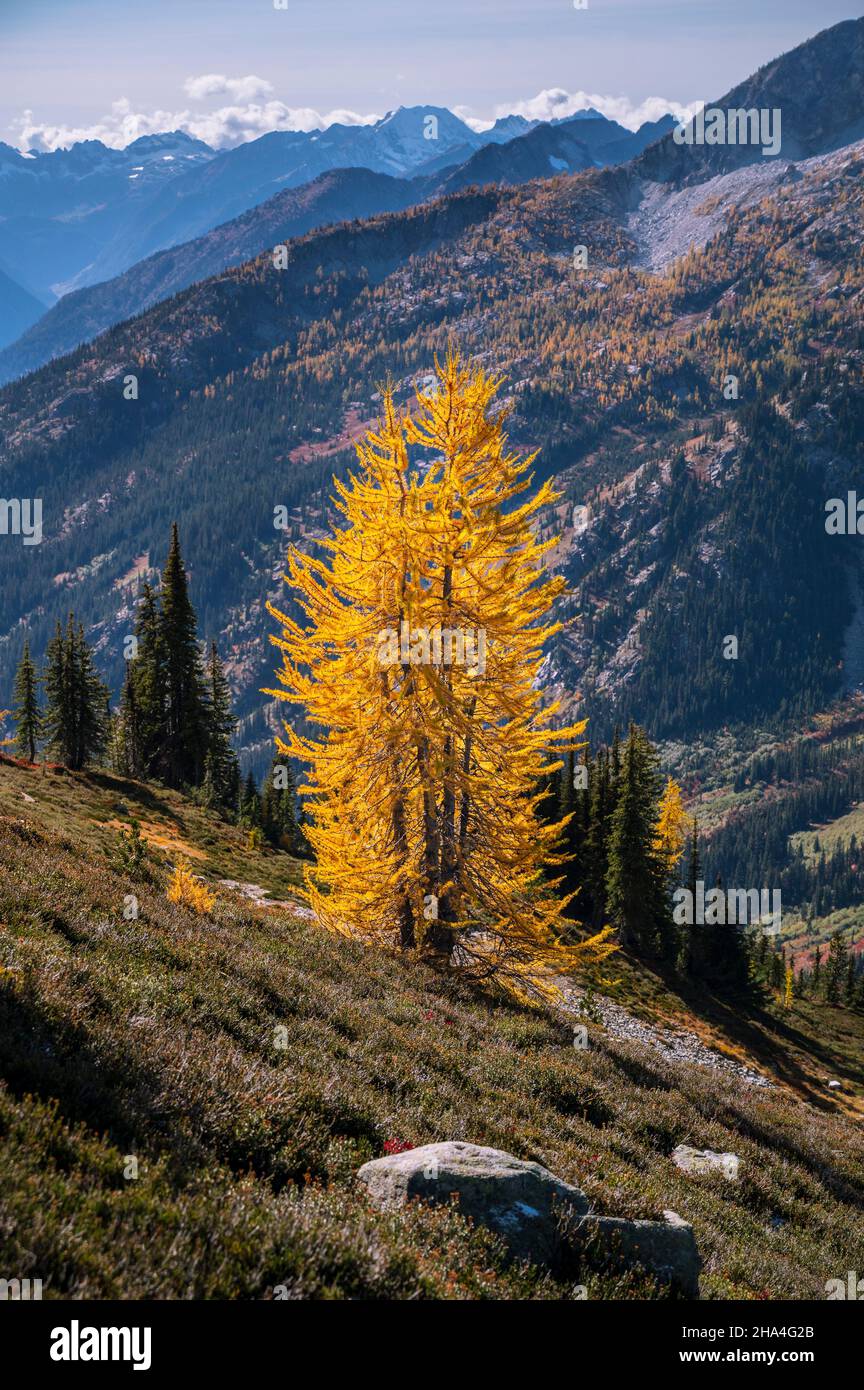 Golden larch hi-res stock photography and images - Alamy
