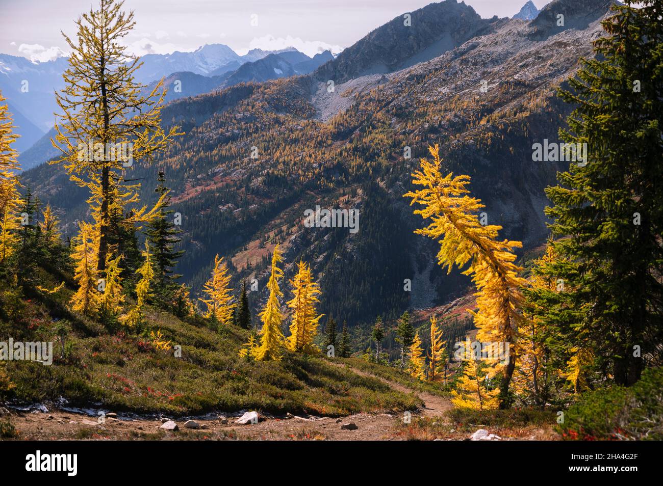 Alpine larches glowing in the sun Stock Photo - Alamy