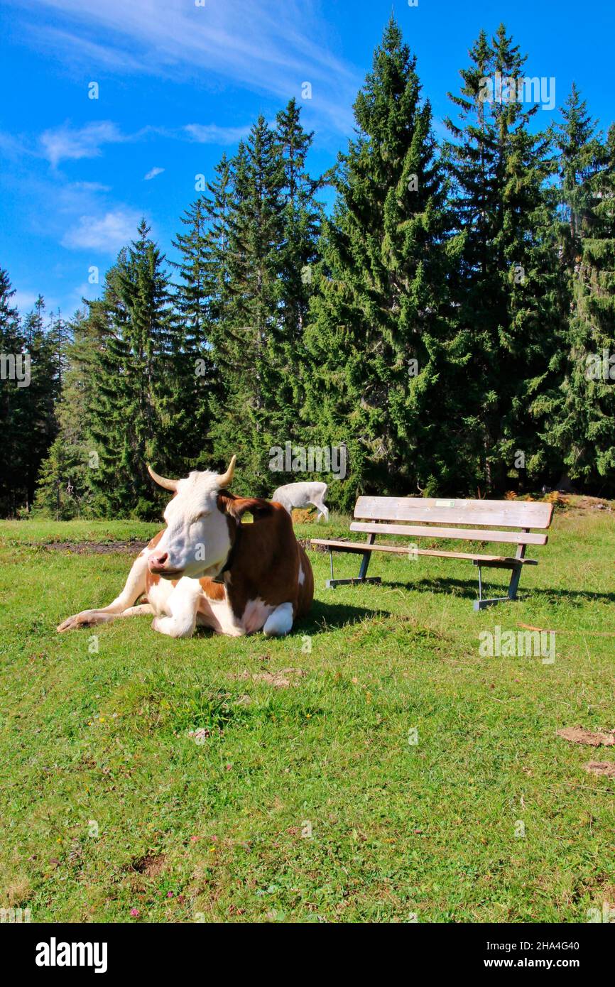 Cows in a paddock sitting cows in a paddock hi-res stock photography ...