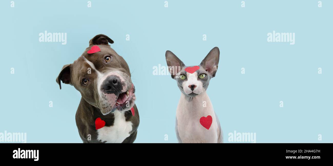 Dog and cat love celebrating valentine's day with heart shape stickers ...