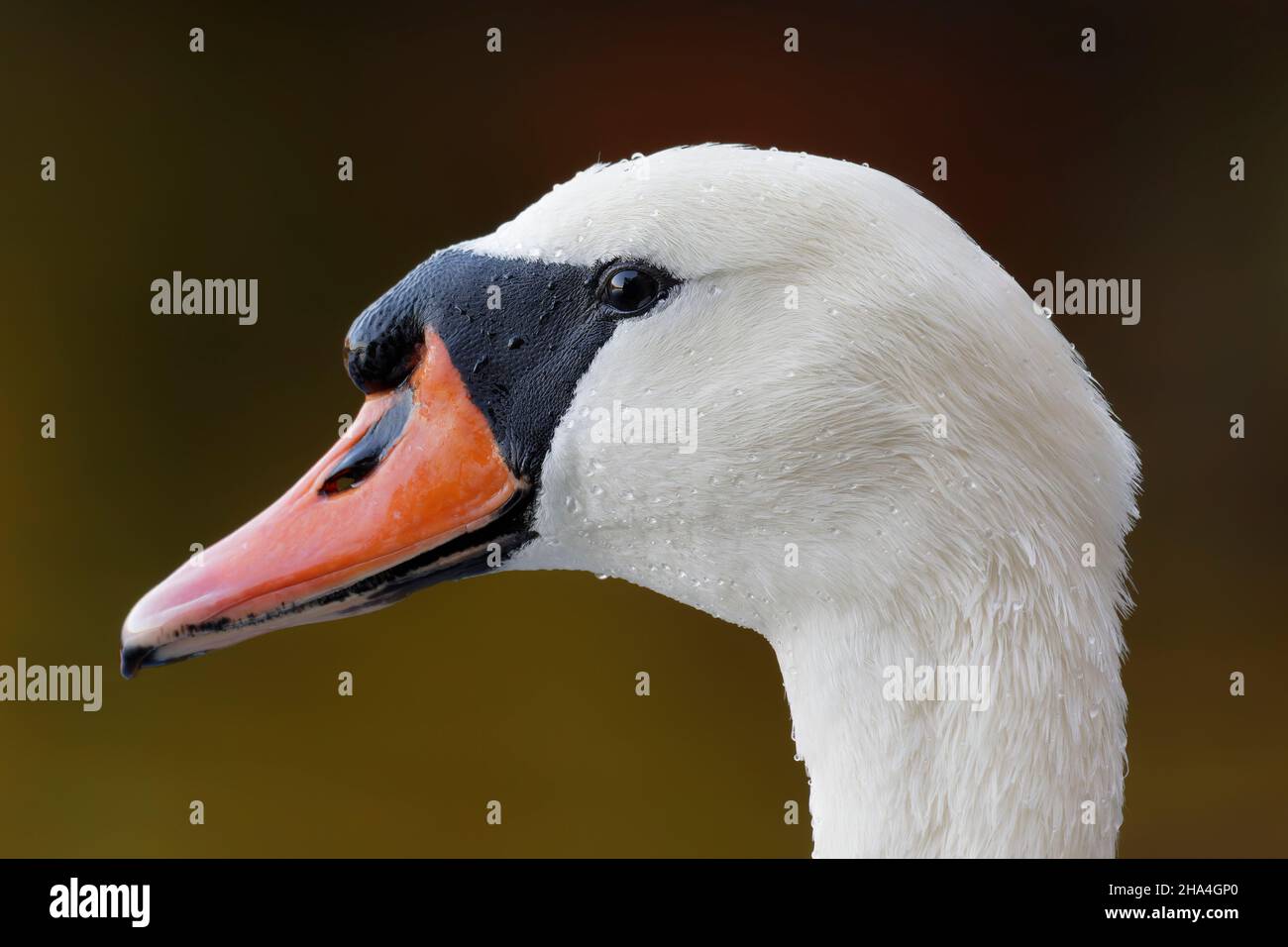 High resolution side profile hi-res stock photography and images - Alamy