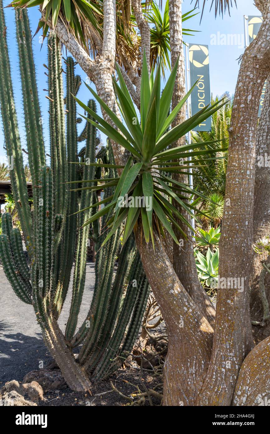 Cacti displays hi-res stock photography and images - Alamy