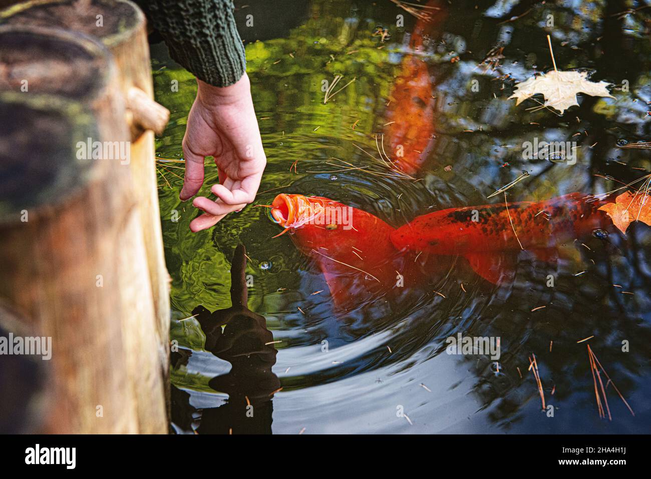 Hand reaching towards koi fish hi-res stock photography and images - Alamy