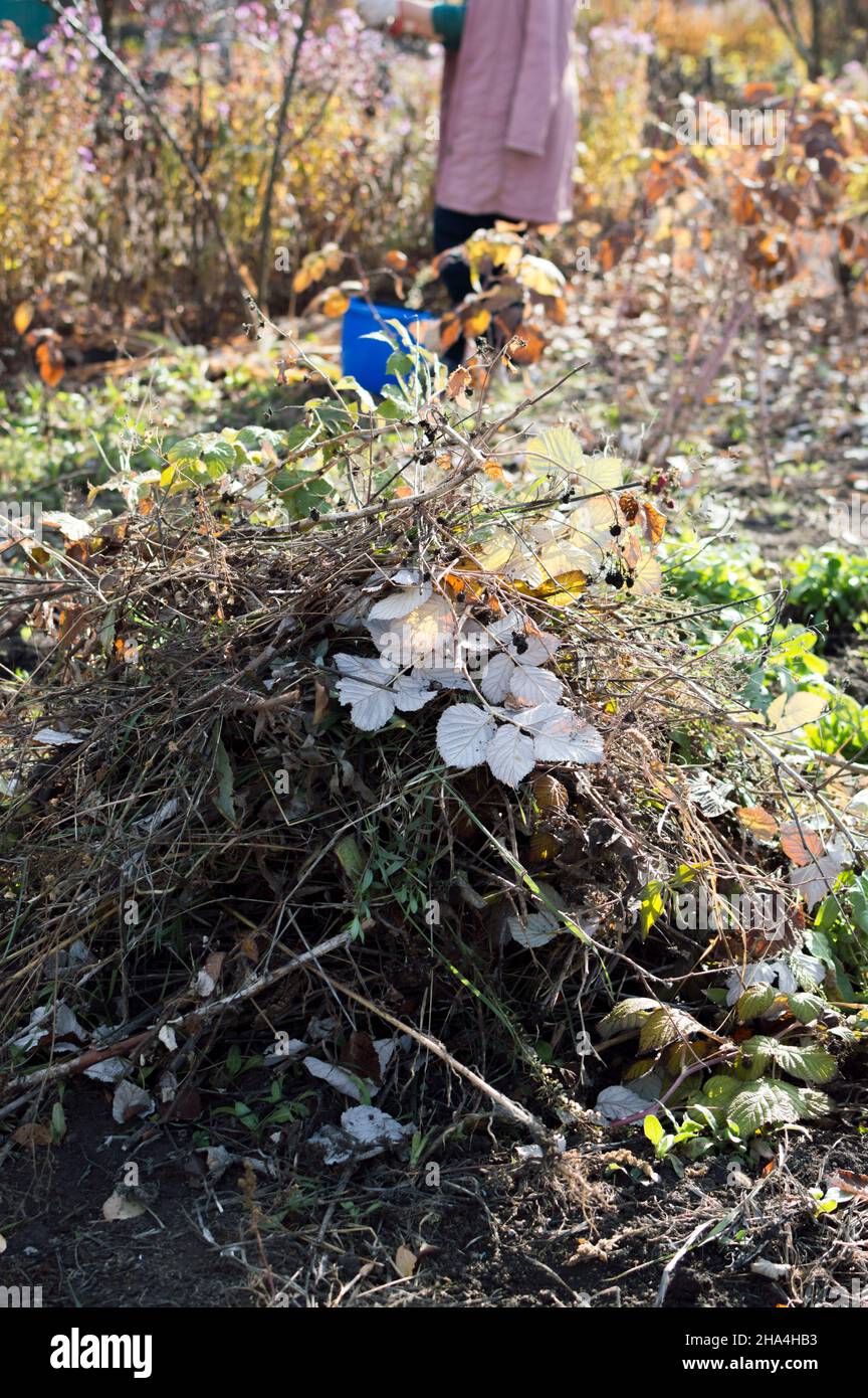 A bunch of cut raspberry branches and dry grass in the country Stock ...