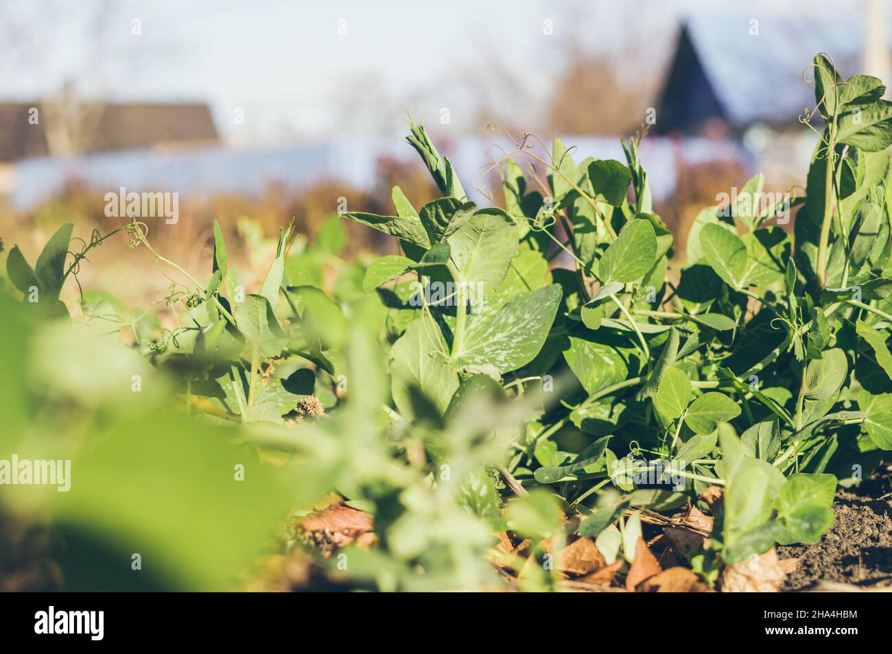 Green fresh pea leaves in the sunlight Stock Photo - Alamy