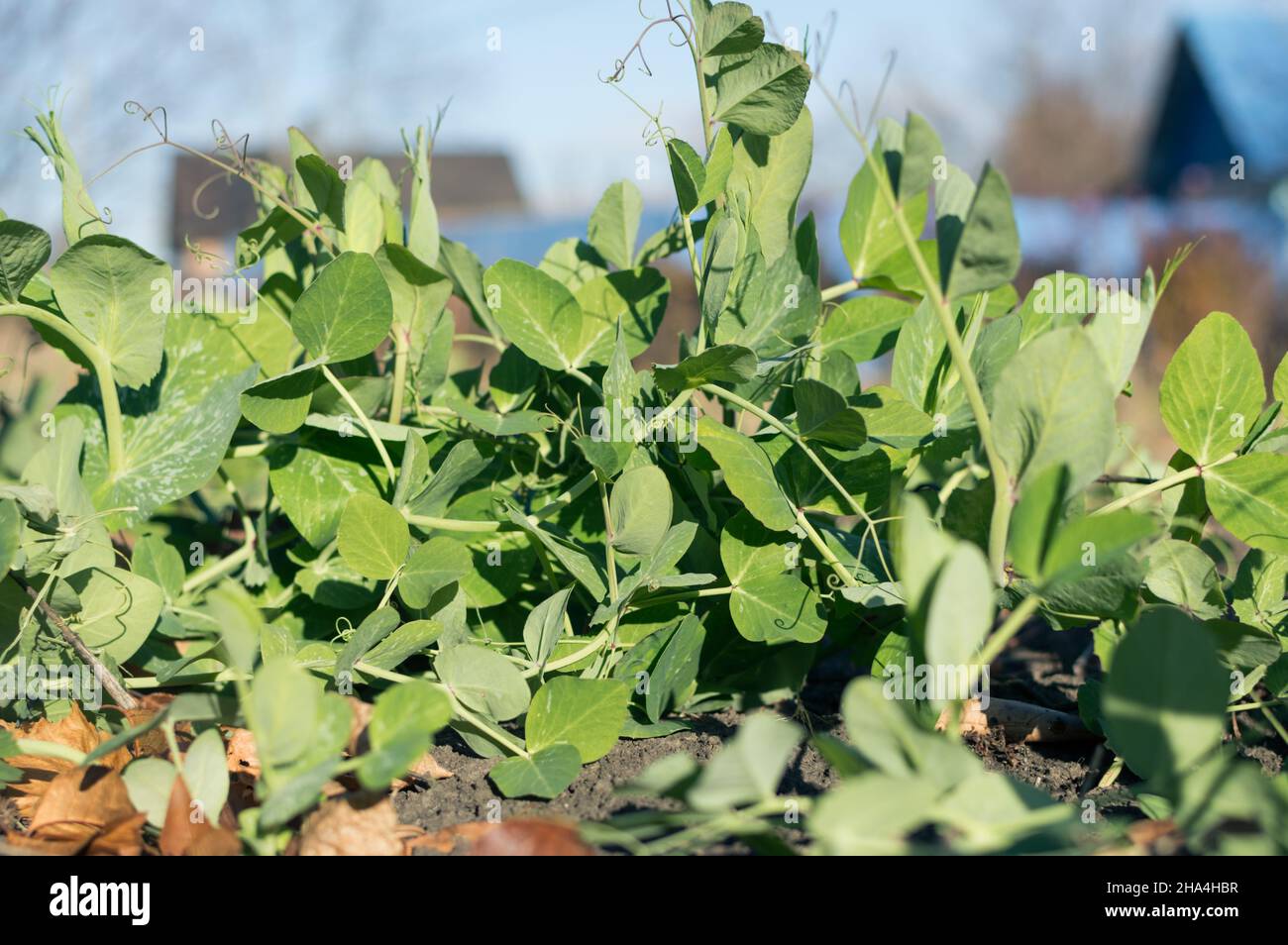 Green fresh pea leaves in the sunlight Stock Photo - Alamy