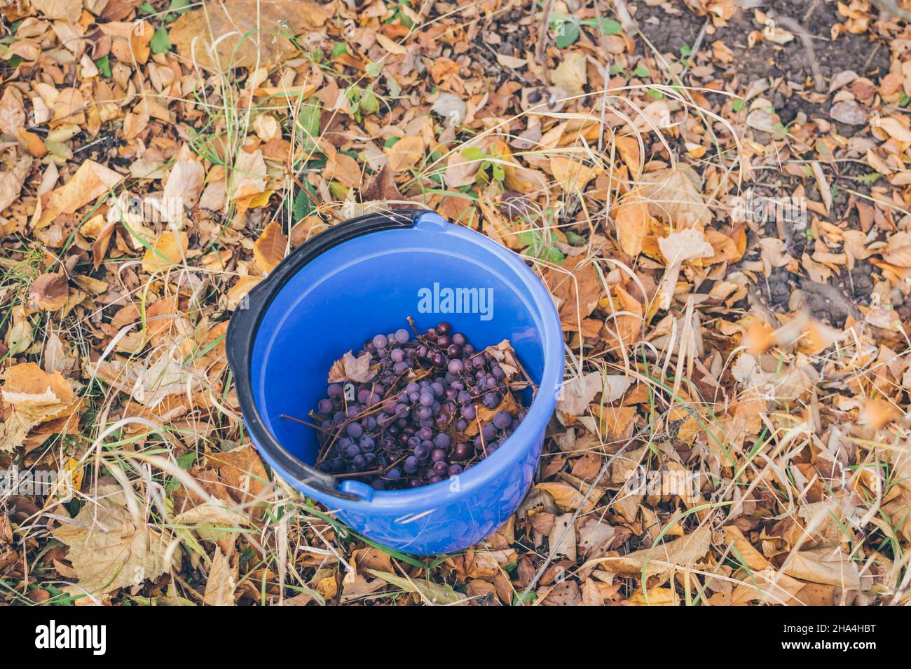 A blue bucket with grapes among the fallen leaves Stock Photo - Alamy
