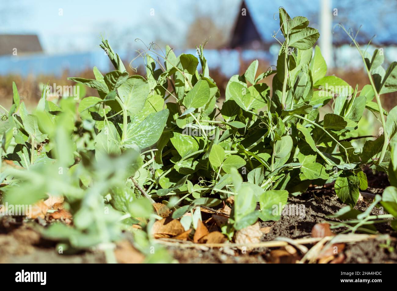 Green fresh pea leaves in the sunlight Stock Photo - Alamy